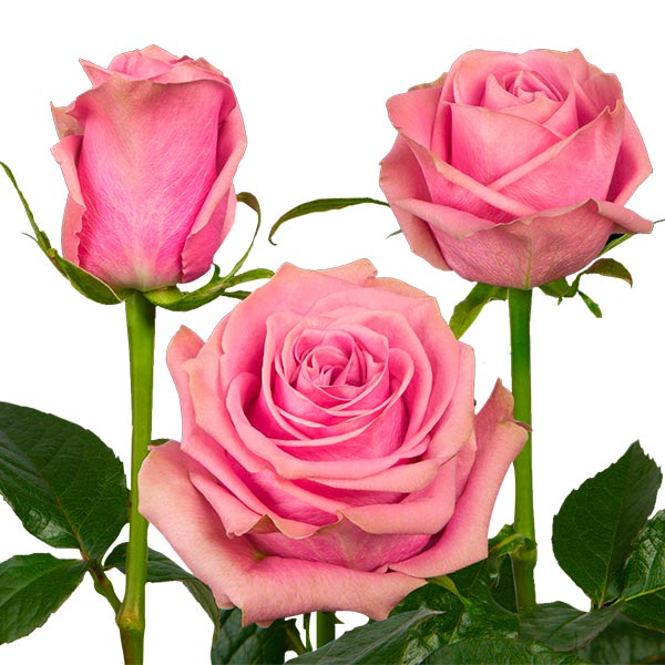 Collection - flores